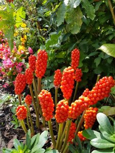 September seasonal events and outdoor activities - Alans Almanac