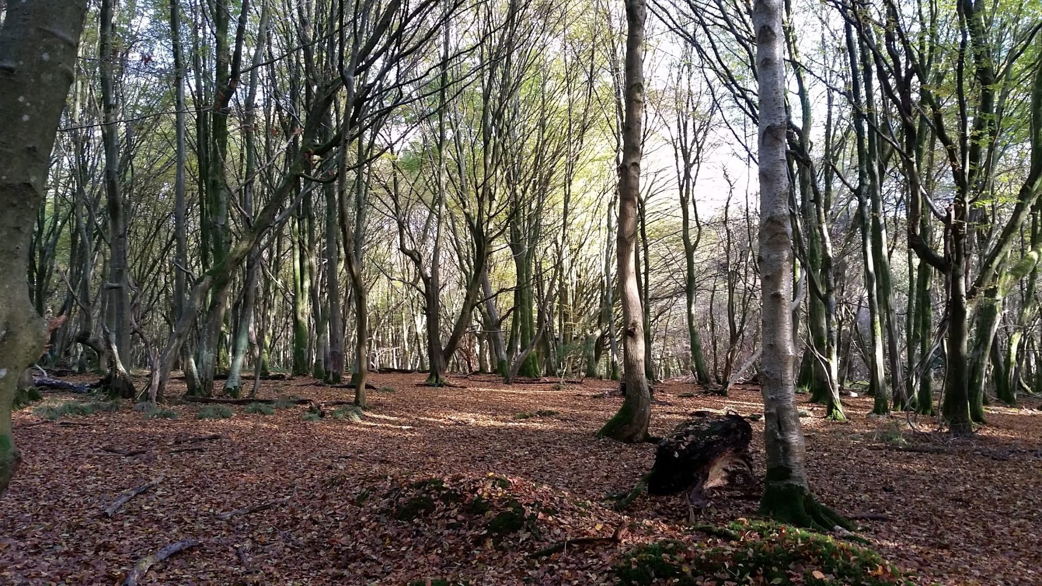 November seasonal events, activities, food, nature and farming