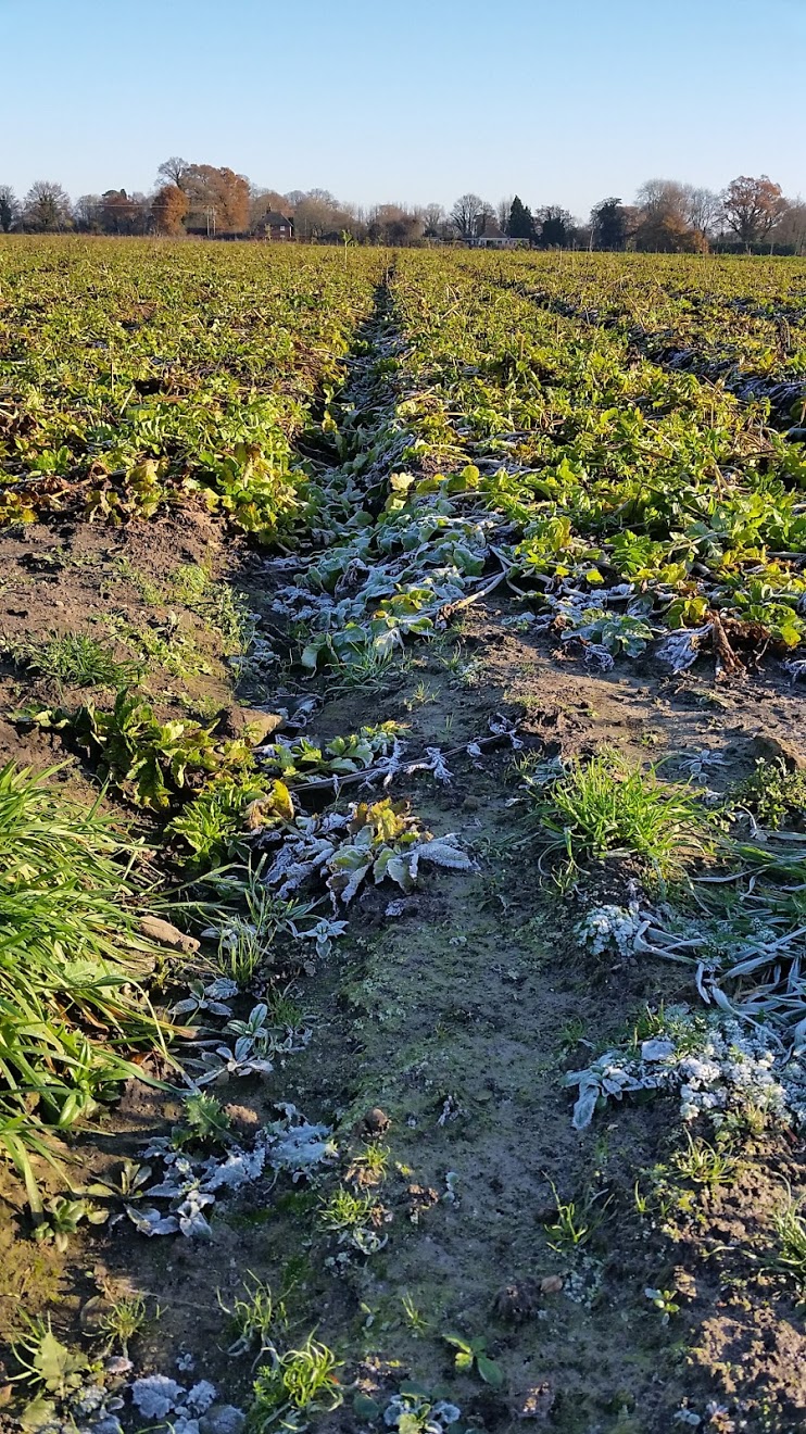 November seasonal food, nature, farming, outdoor activities