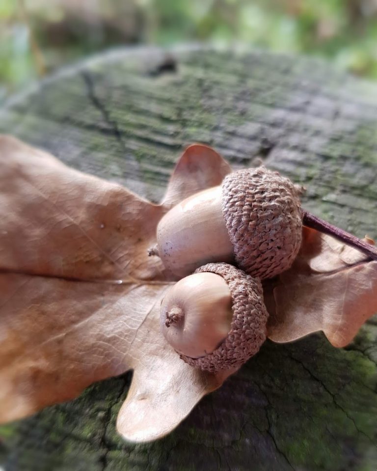 October seasonal events and outdoor activities Alans Almanac