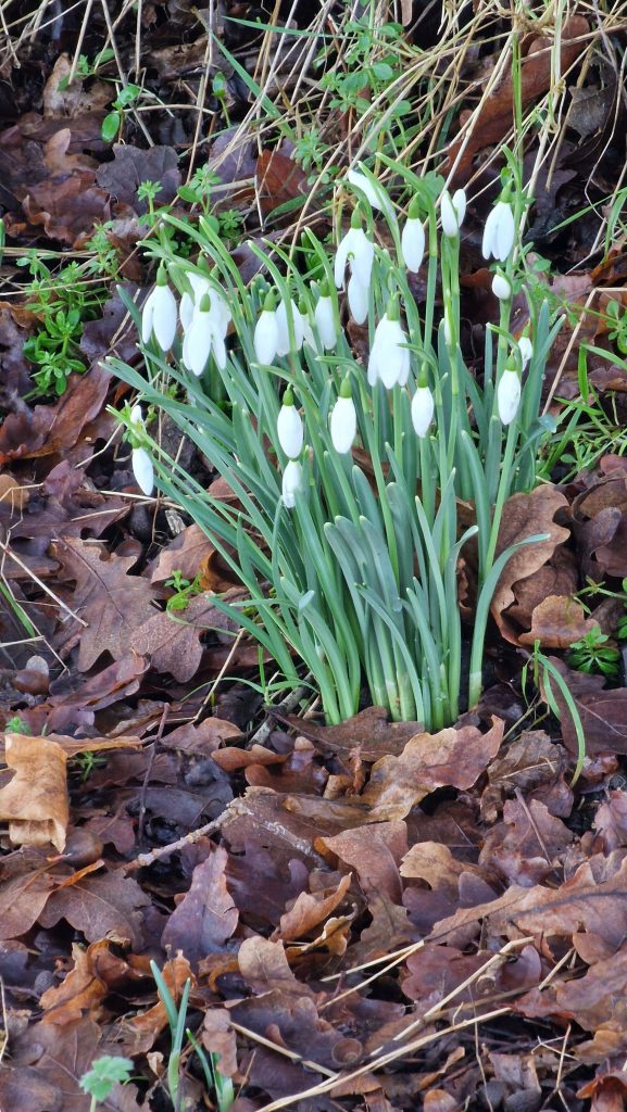 Winter in the Countryside: Seeing the Landscape Bare